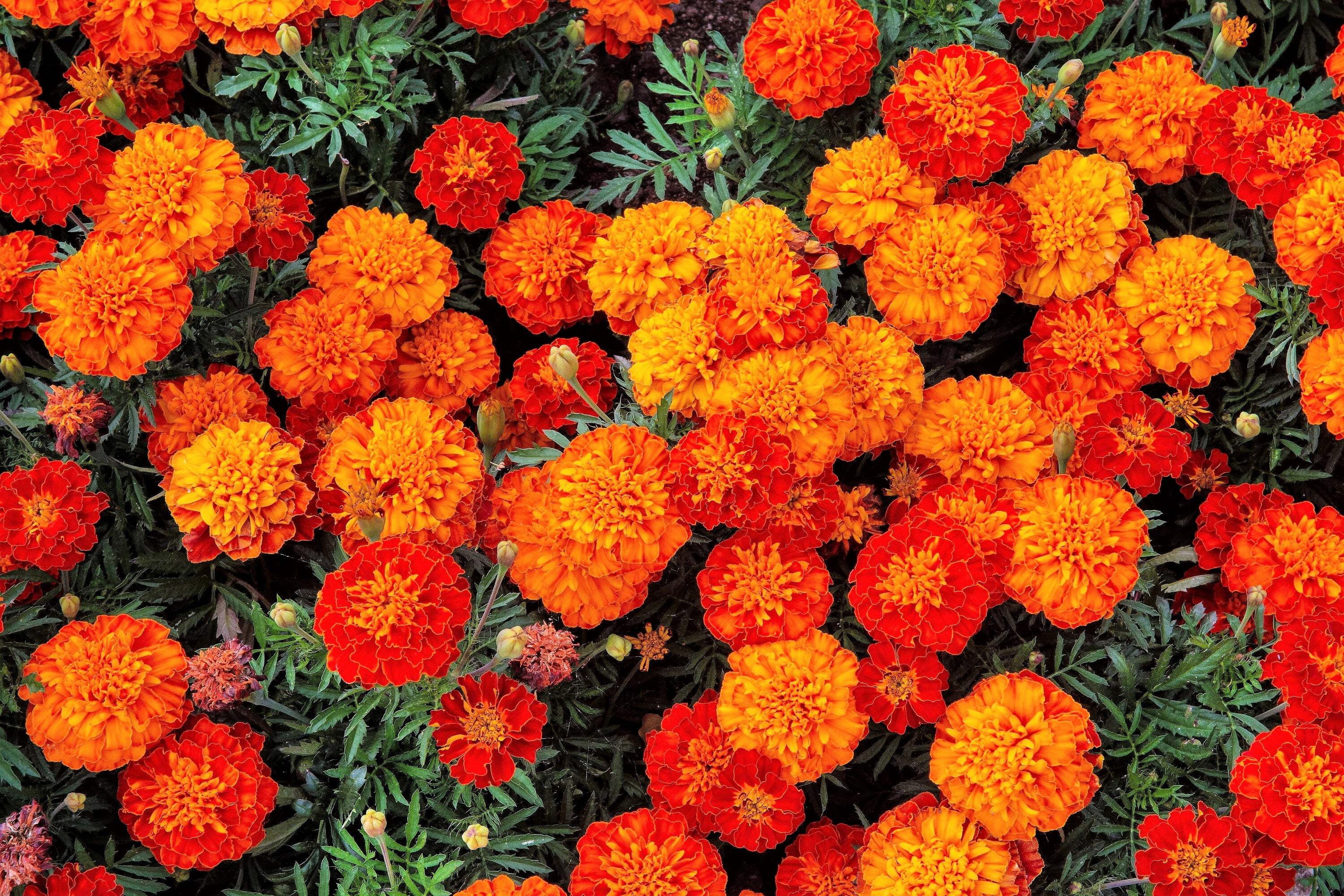 "Seedville USA French Marigold Sparky Seeds, Mixed Colors Orange Yellow ...