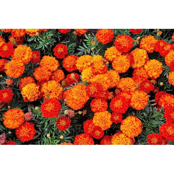 "Seedville USA French Marigold Sparky Seeds, Mixed Colors Orange Yellow ...