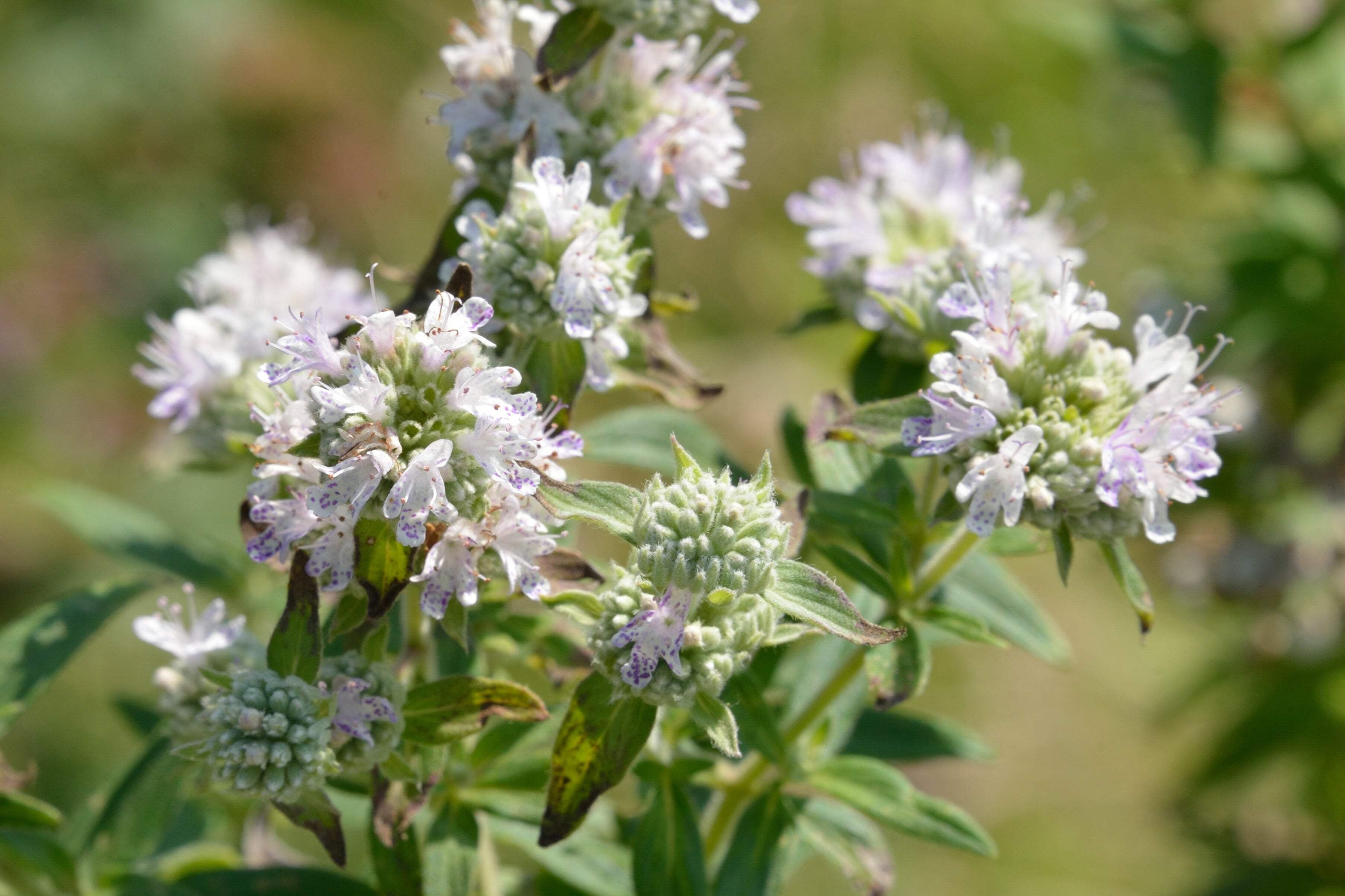 400 HAIRY MOUNTAIN MINT Pycnanthemum Pilosum Herb Flower Seeds ...