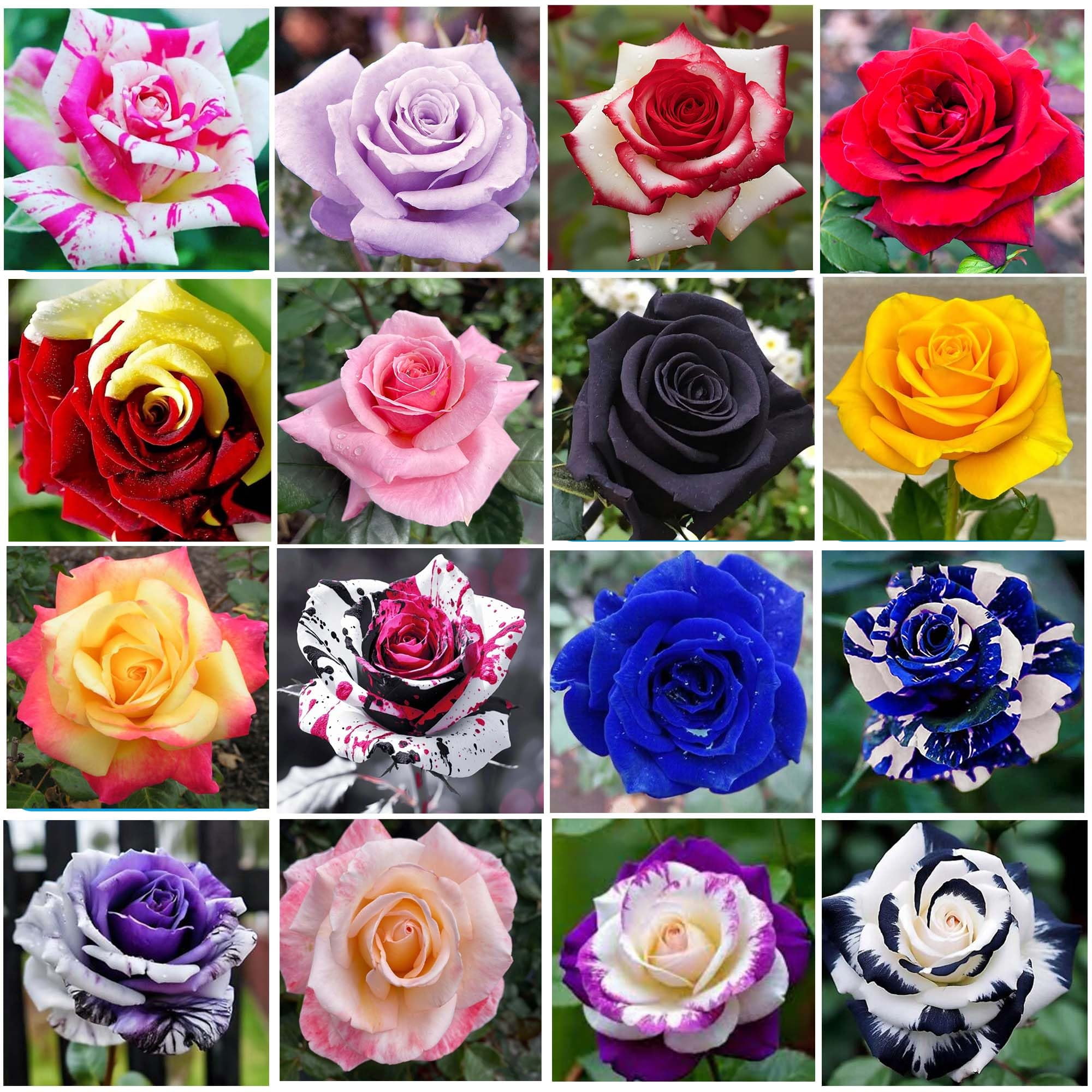400+ Rose SeedsITSC for Planting Flower Perennial Rare Rose Seeds Non ...