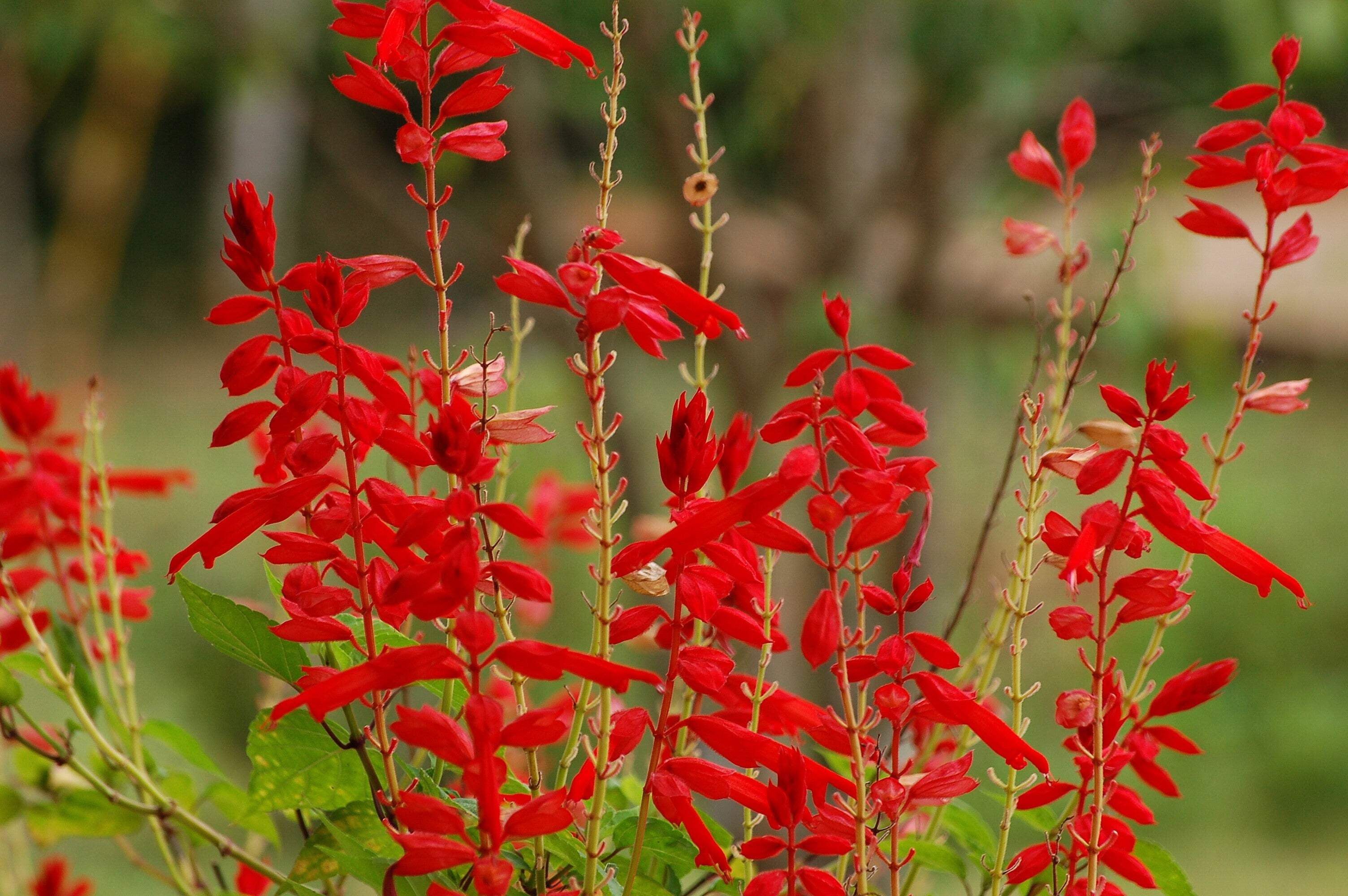 400 SCARLET SAGE (Lady-In-Red Salvia / Blood Sage / Red Texas Sage ...