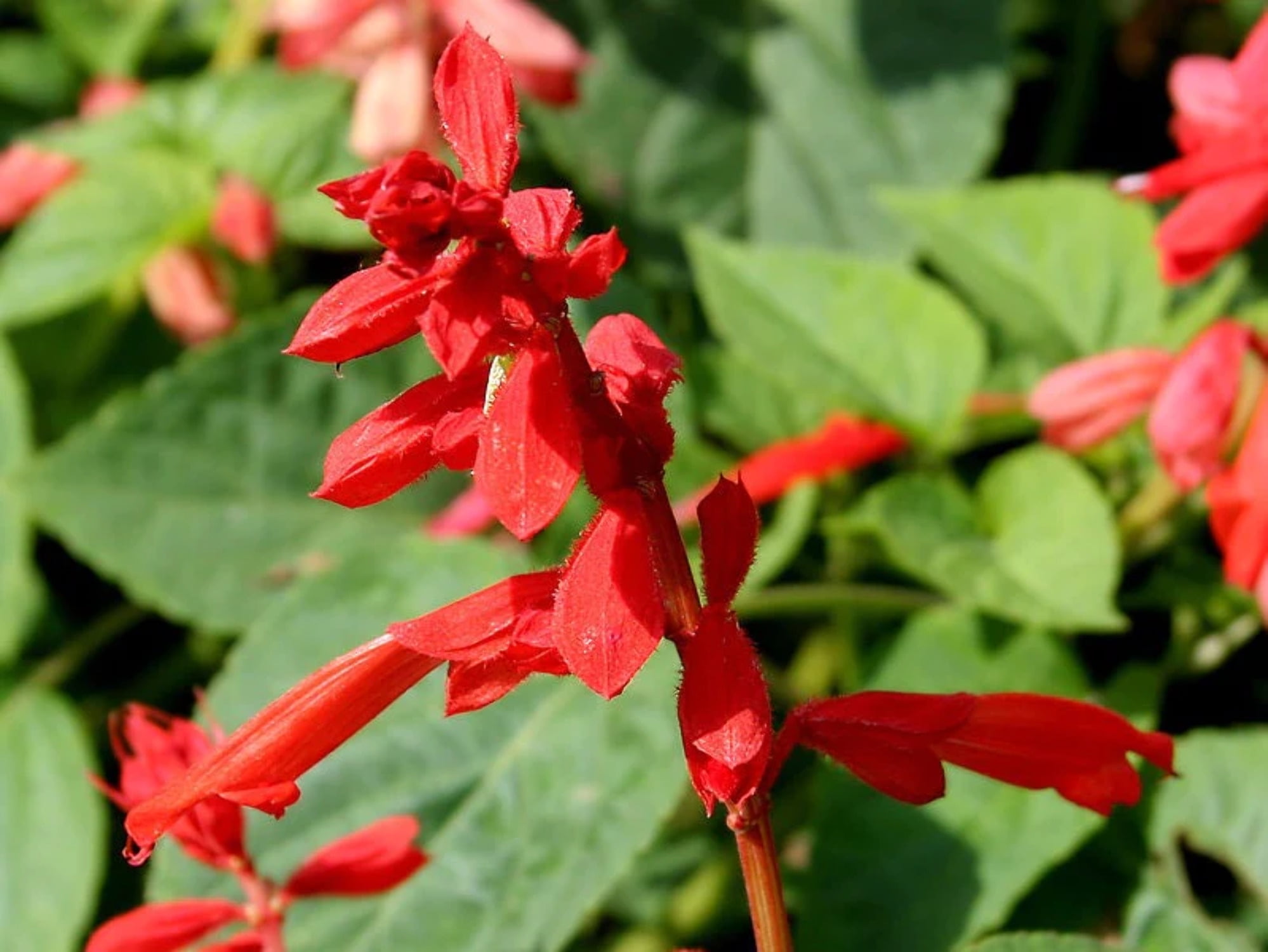 400 SCARLET SAGE (Lady-In-Red Salvia / Blood Sage / Red Texas Sage ...
