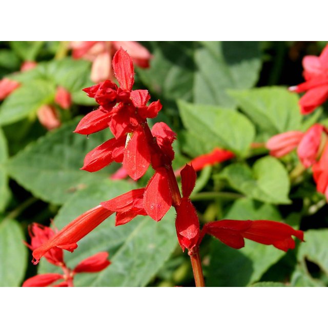 400 SCARLET SAGE (Lady-In-Red Salvia / Blood Sage / Red Texas Sage ...
