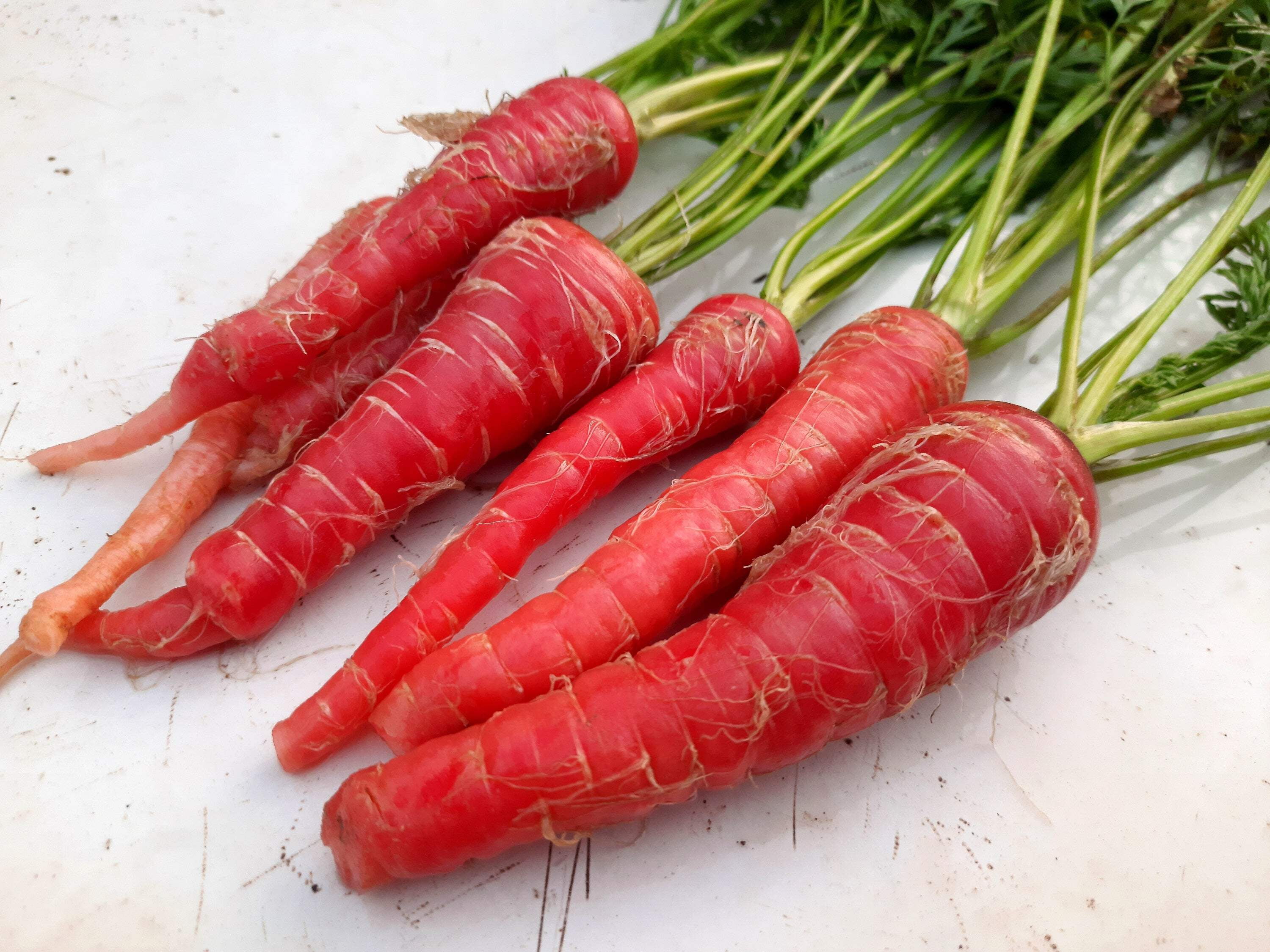 400 Seeds ATOMIC RED CARROT Daucus Carota Vegetable Seeds - Walmart.com