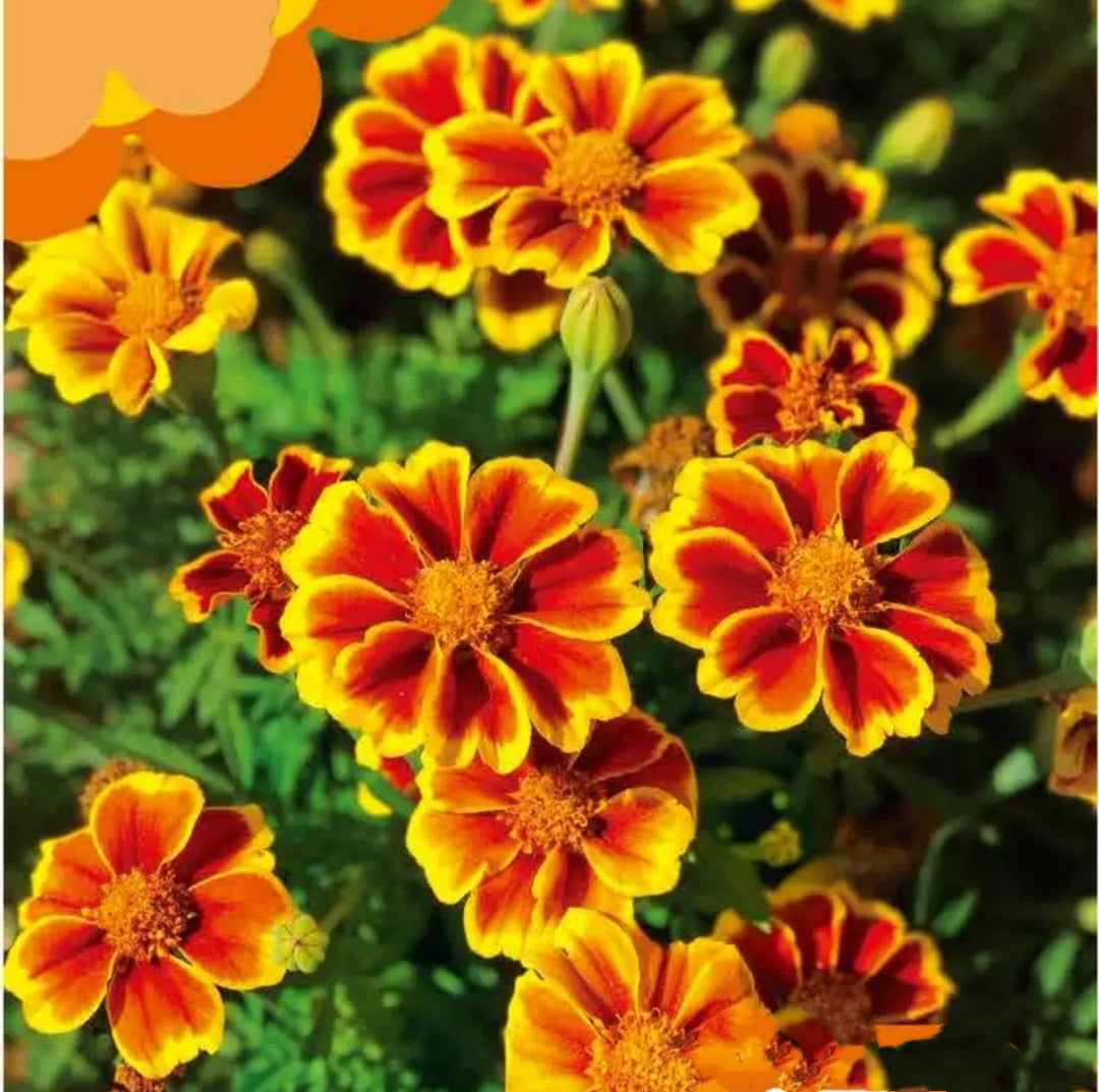 400 Seeds French Marigold Flower Seeds, Mixed Colors-Rare Original ...