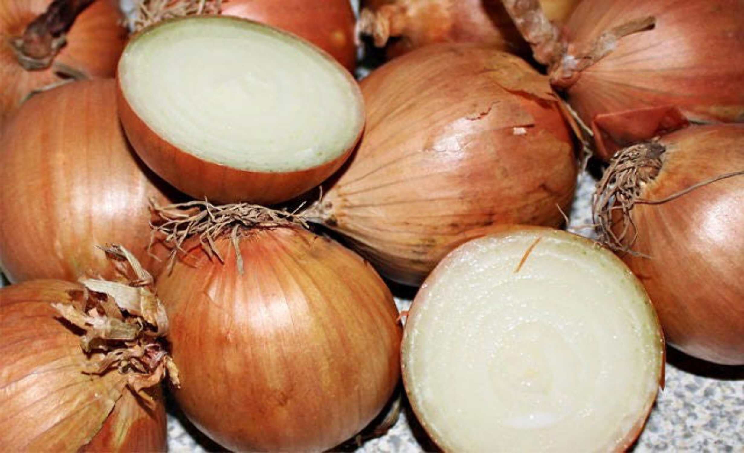 400 *Seeds Texas EARLY GRANO ONION Large Sweet Yellow Allium Cepa ...