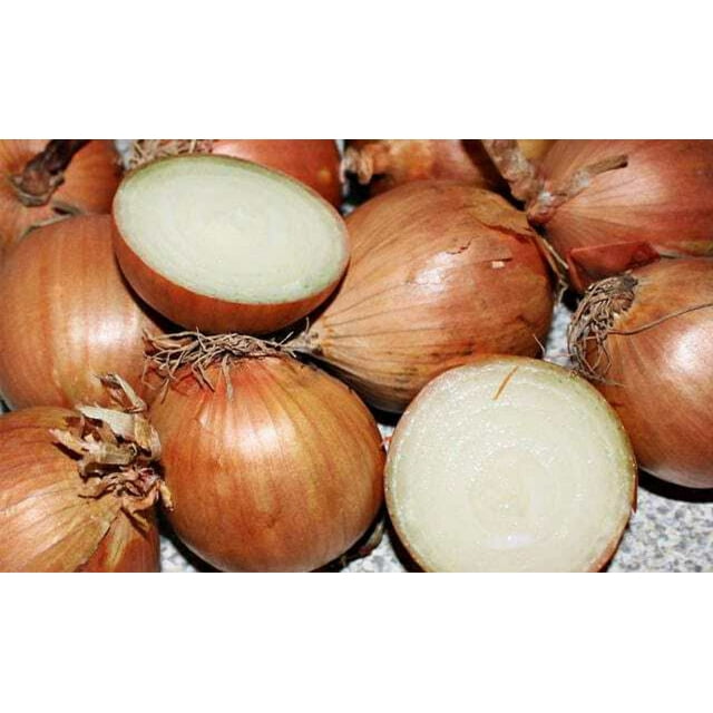 400 *Seeds Texas EARLY GRANO ONION Large Sweet Yellow Allium Cepa ...