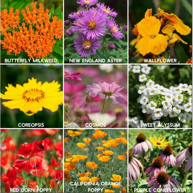 400+ Wildflower Mix Annual Perennial BEE MIX Collection Attract Bees ...