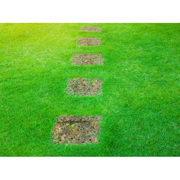 4000 Emerald Zoysia Grass Seeds Zenith Zoysia Grass Seeds For Planting ...