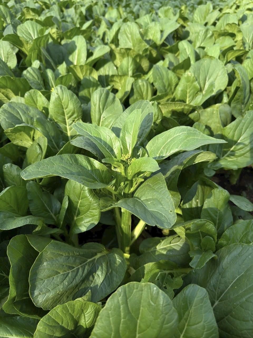 4000 Organic Choy FEV6 Sum Seeds - Cải Ngồng - Yu Choy - Flowering ...