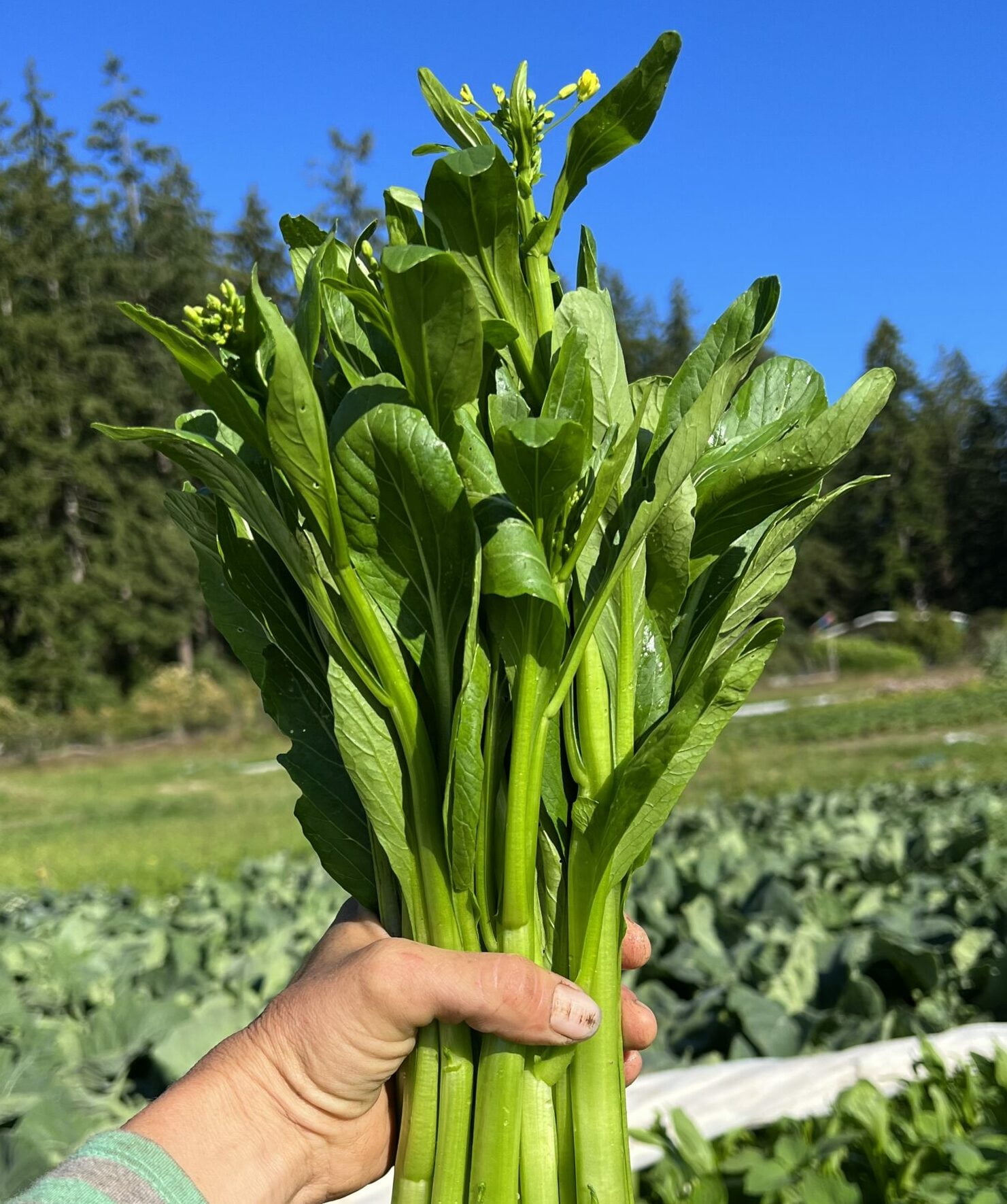 4000+ Yu Choy Sum Seeds – Premium Non-GMO Heirloom, Fast Growing, Heat ...