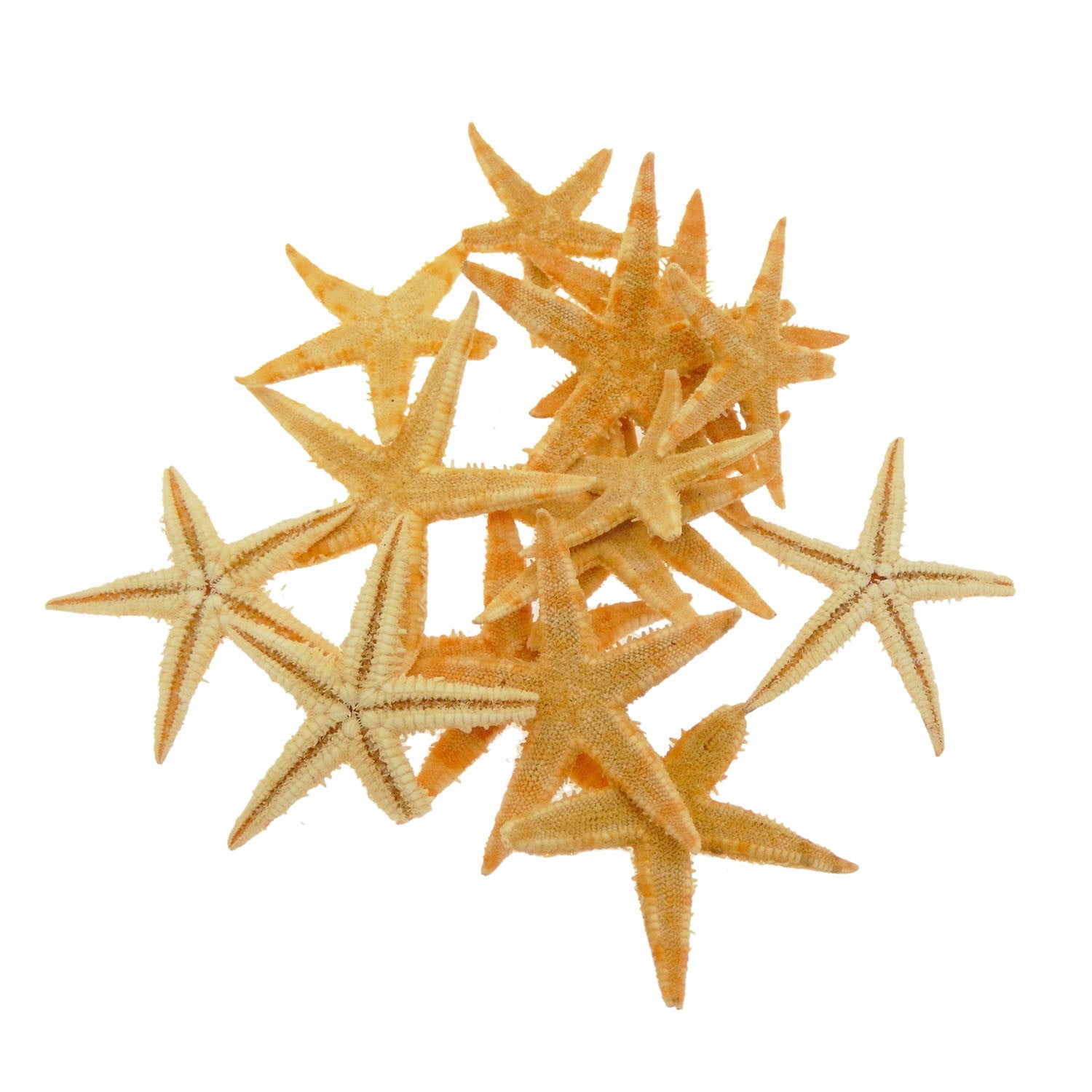 40PCS/Box 3-4cm Natural Dried Starfish Decorations Sea Star Decor ...