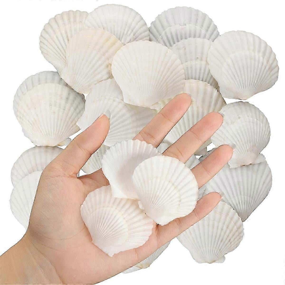 40PCS Natural Scallop Shells 1.4-2.4inch White Small Sea Shells for ...
