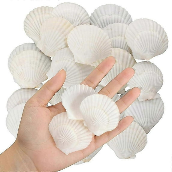 40PCS Natural Scallop Shells 1.4-2.4inch White Small Sea Shells for ...