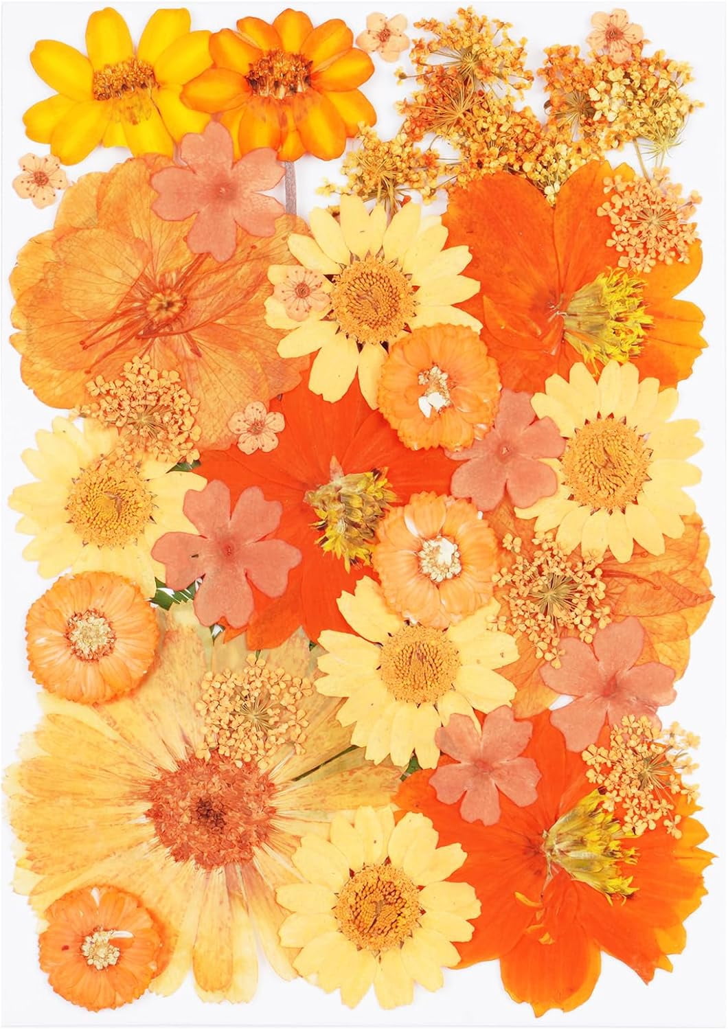 40Pcs Orange Dried Pressed Flowers for Crafts, Dry Flowers Kit for ...