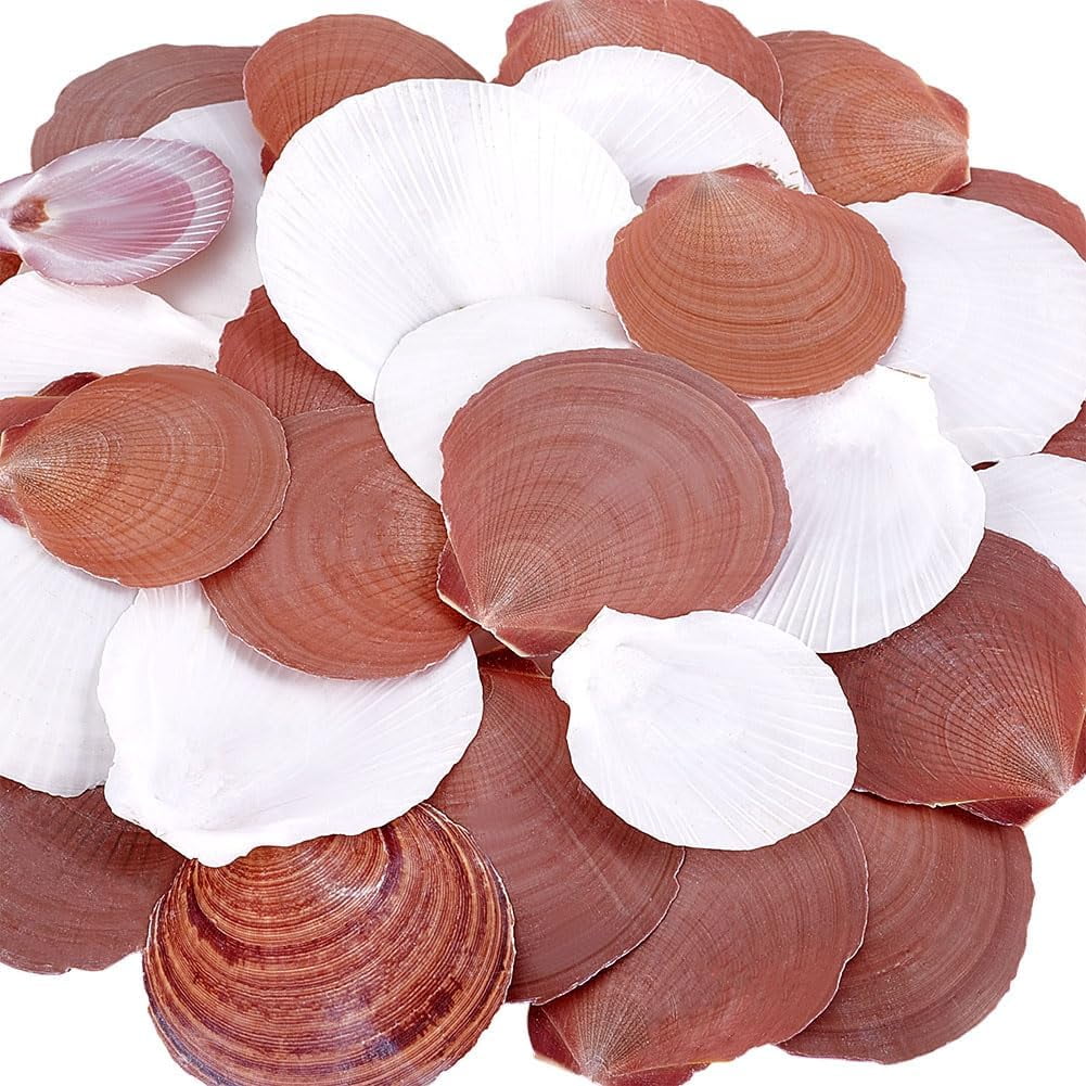 40pcs 2~3 inch Natural Scallop Shells Large Beach Seashells Charm No ...