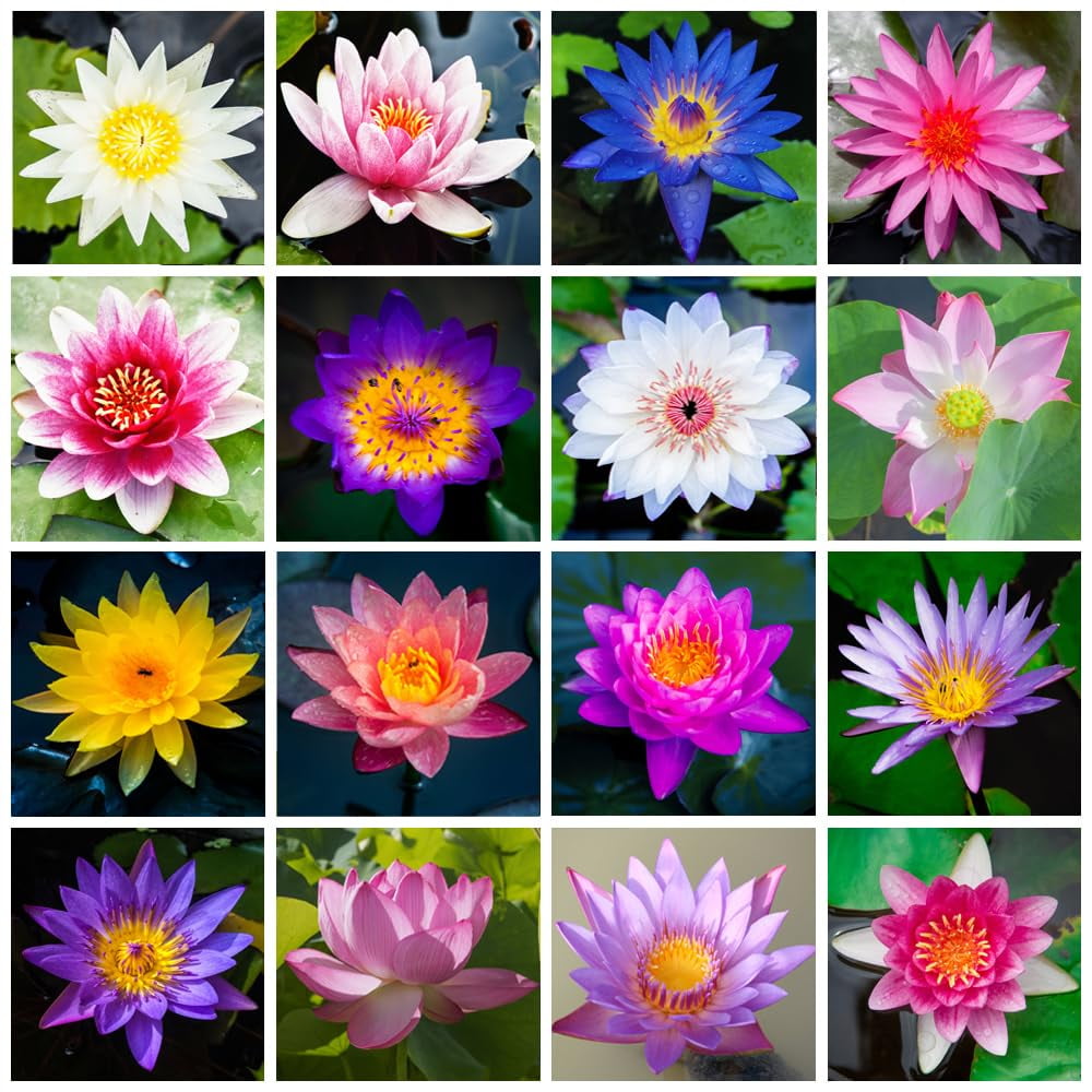 40pcs Mixed Lotus Seeds – Colorful Bowl Lotus & Water Lily Flower Seeds ...