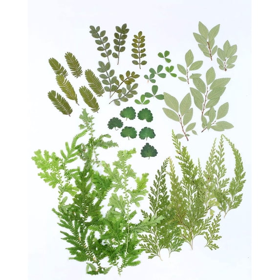 42 PCS Real Dried Pressed Leaf Flowers Plant Herbarium for Craft Resin ...