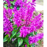 420 Salvia splendens Seeds Scarlet Sage Lamiaceae Mixing Color Dwarf ...