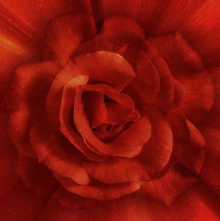 44.5" X 44" Panel Red Rose Flowers Floral Garden Spring Dream Big ...