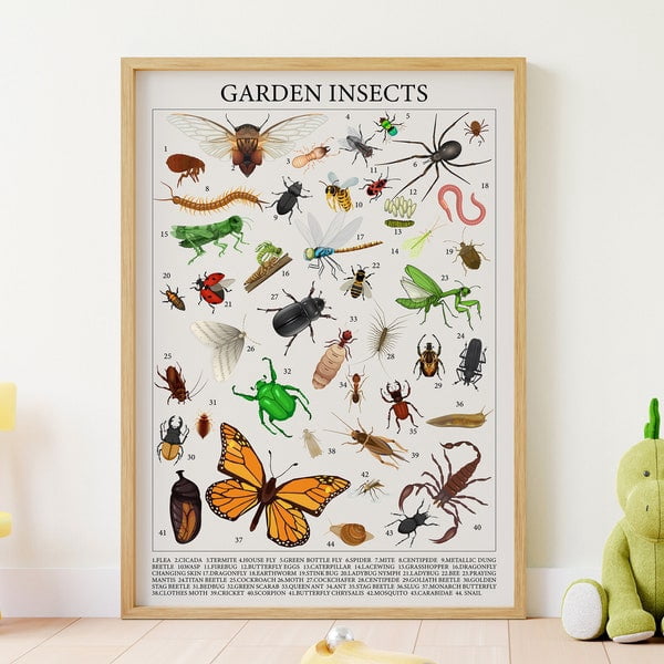 44 Insect Poster: Monarch Butterfly & Bugs Poster for Entomology ...