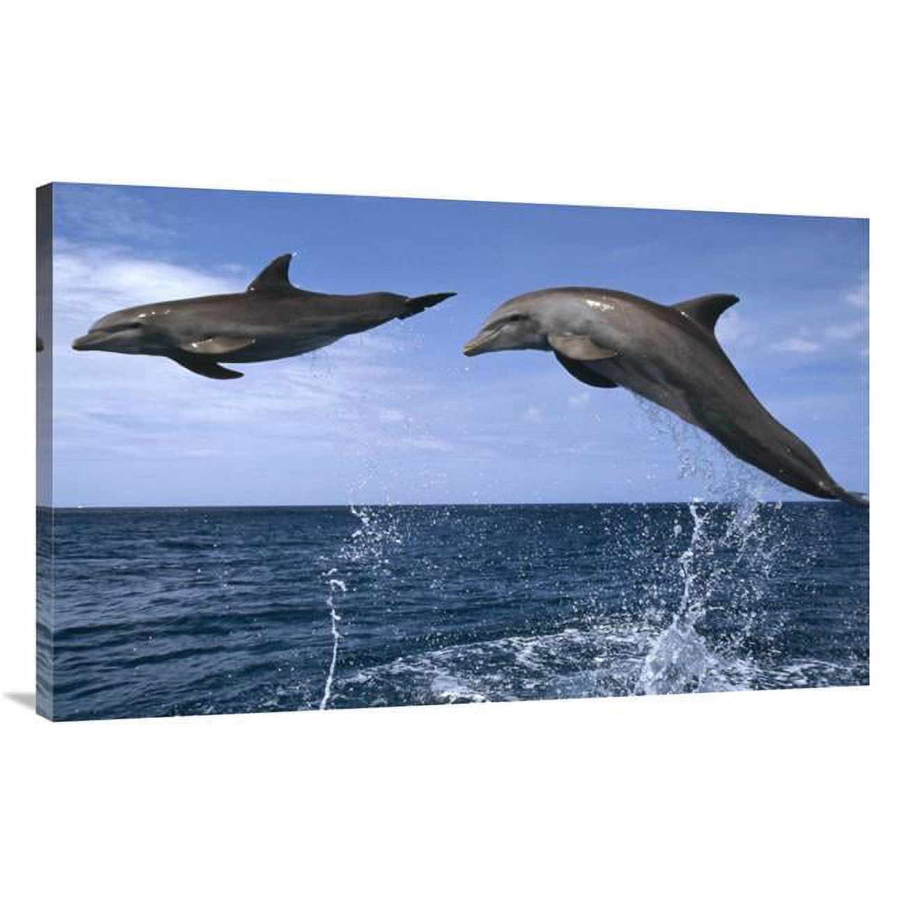 44 in. Bottlenose Dolphin Pair Leaping, Honduras Art Print - Konrad ...