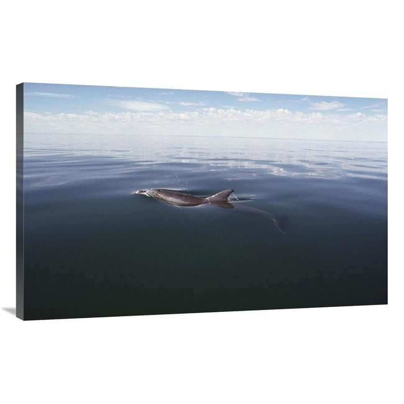 44 in. Bottlenose Dolphin Surfacing to Breath, Australia Art Print ...