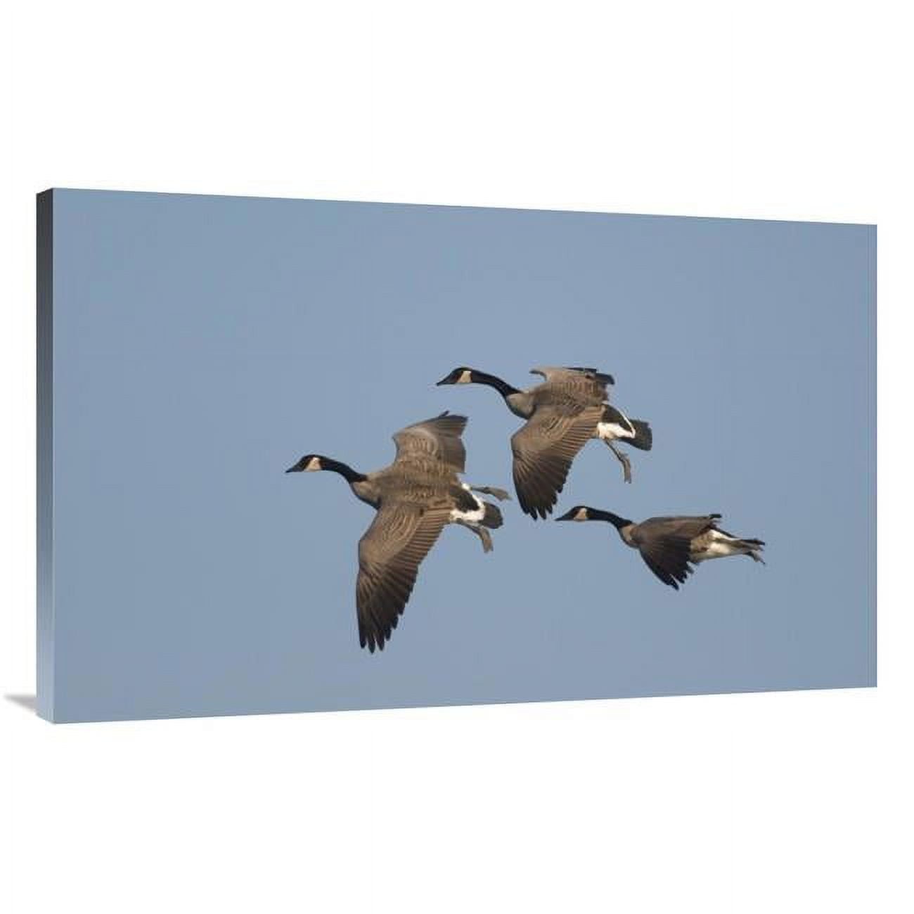 44 in. Canada Goose Trio Flying, Kellogg Bird Sanctuary, Michigan Art ...