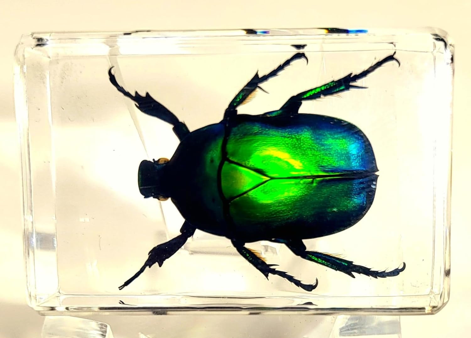 44mm Real Green Flower Chafer Beetle in Crystal Clear Lucite Resin ...