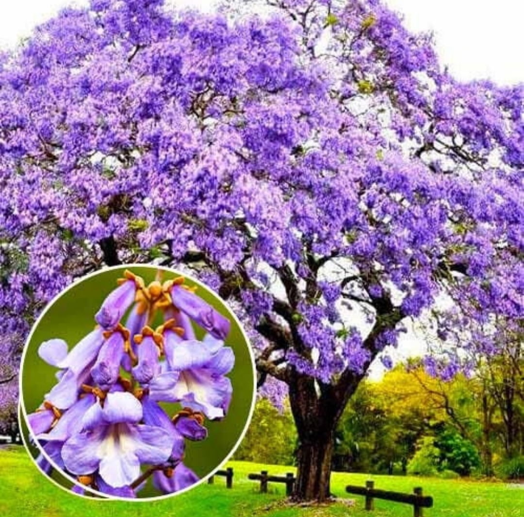 450 Royal Paulownia Empress Tree Seeds Paulownia Elongata Fastgrowing ...