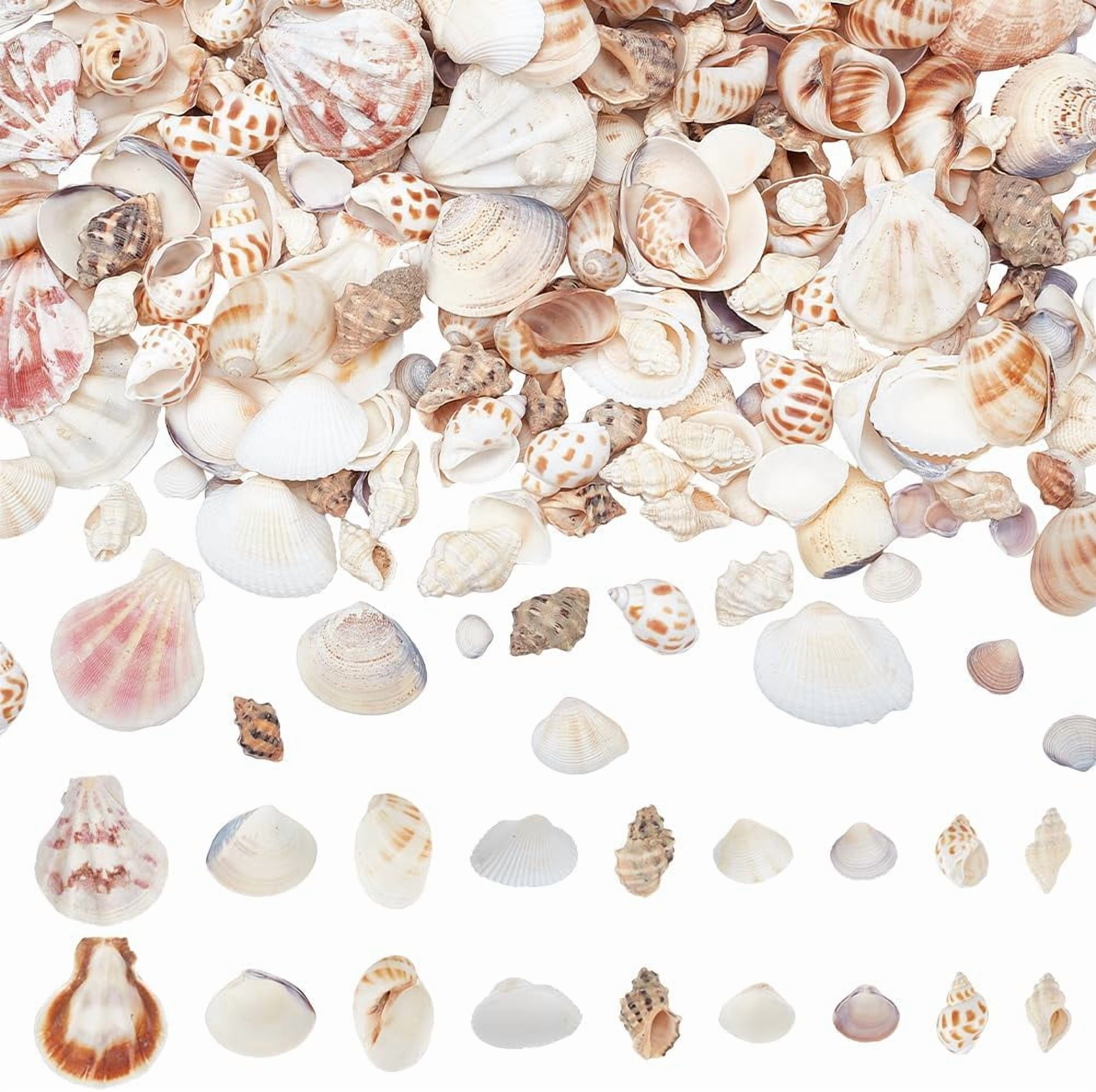 450g Mixed Sea Shells 9 Style Ocean Beach Seashells Undrilled Scallop Sea Shells Seashells Craft ...