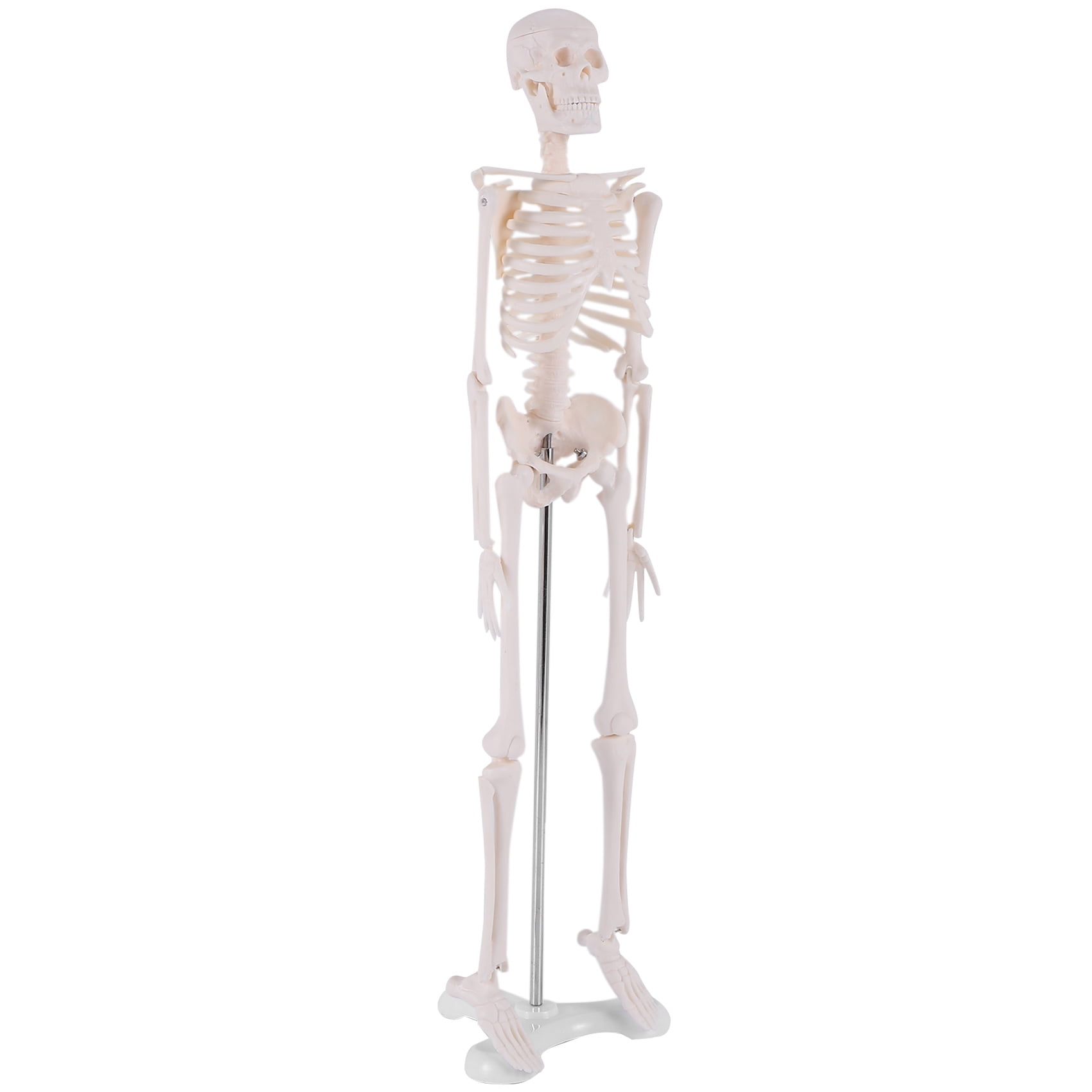 45CM Human Anatomical Anatomy Skeleton Model Poster Learn Aid Anatomy ...