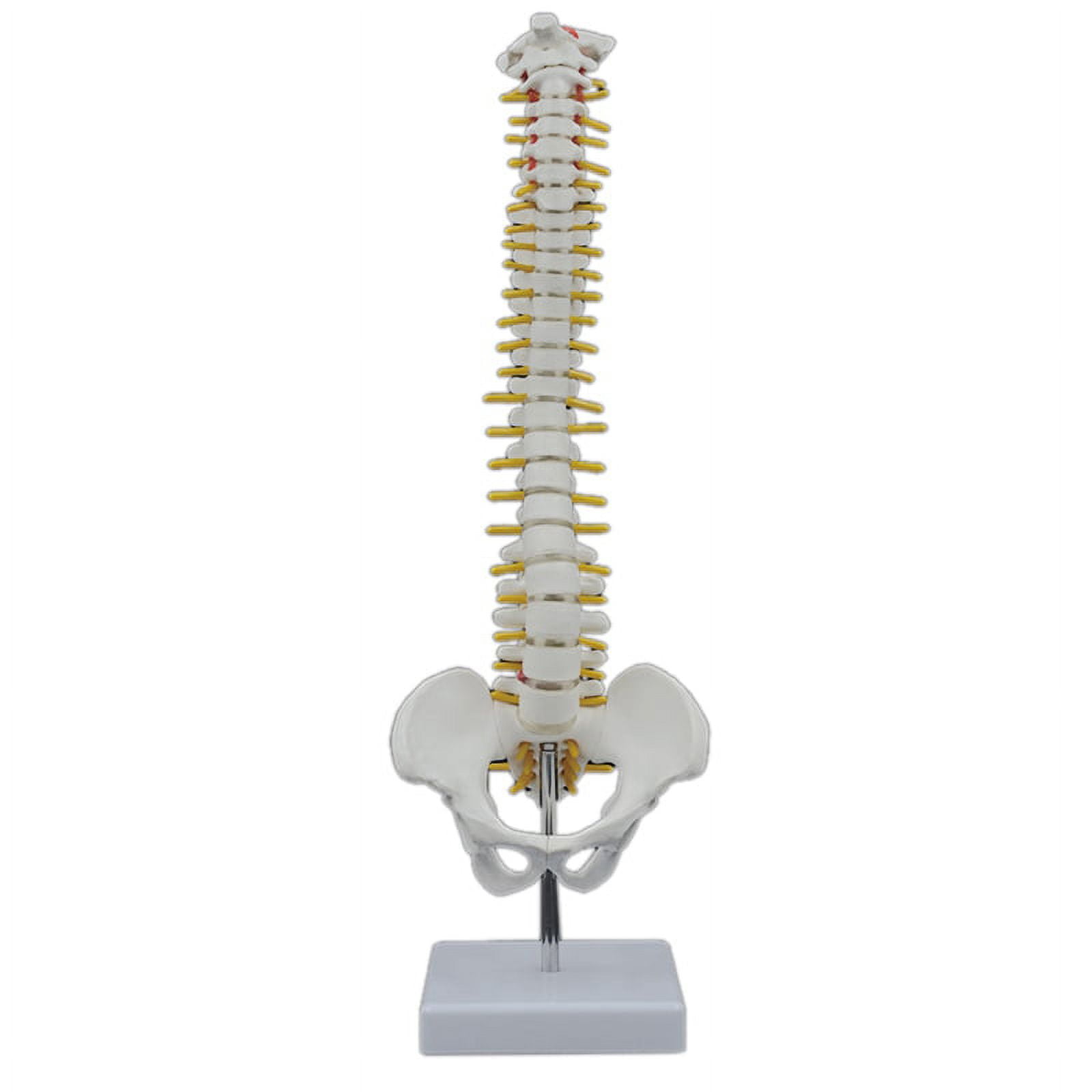 45CM Human Spine with Pelvic Model Anatomical Anatomy Spinal Column ...