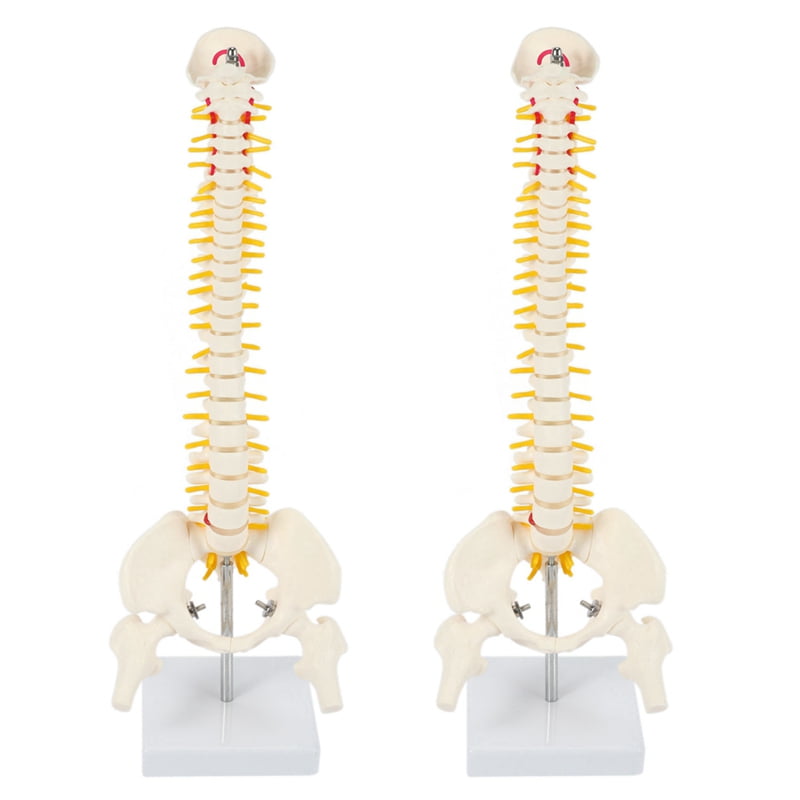 45Cm 1:1 Adult Lumbar Bend Skeleton Model with Spinal Disc Pelvis ...