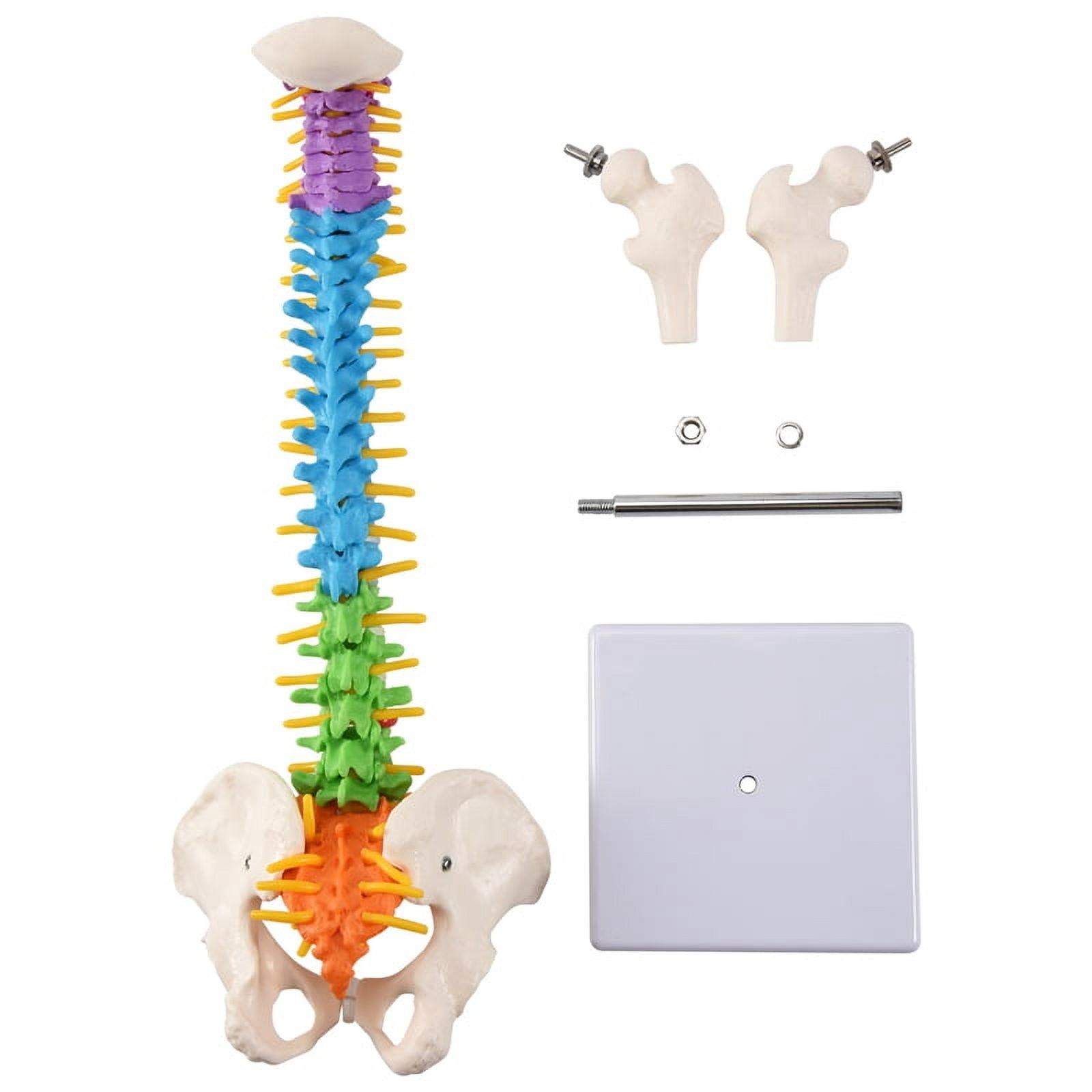 45Cm with Pelvic Human Anatomical Anatomy Spine Spinal Column Model ...