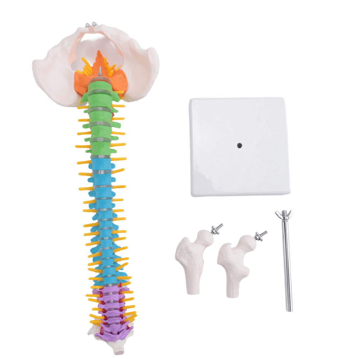 Spinal Column Anatomy
