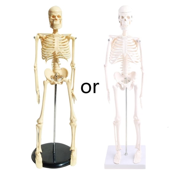 45cm Mini Medical Human Skeleton Model with Stand Research Details of ...