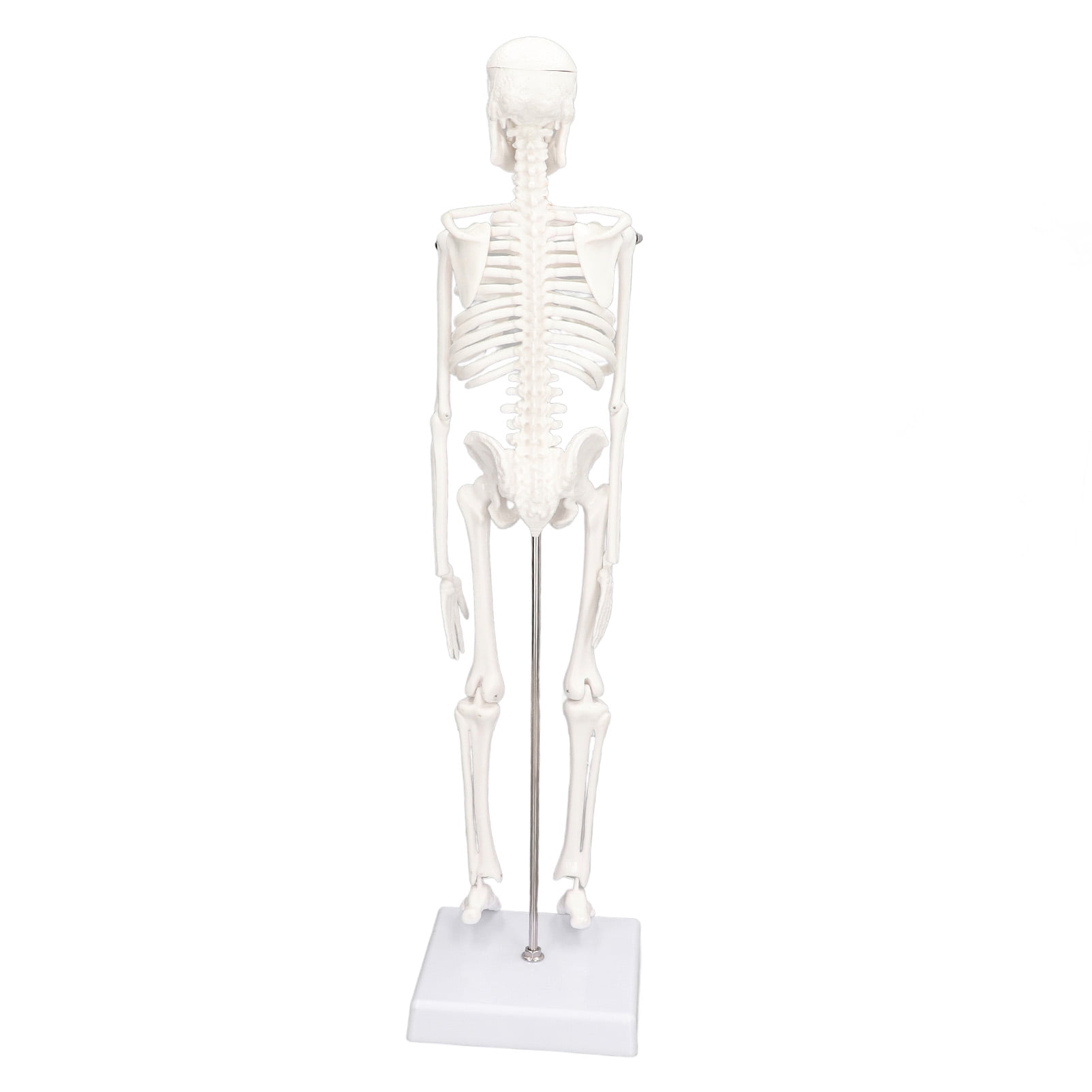 45cm mini skeleton model PVC human body bone structure movable arms and legs and standing ...