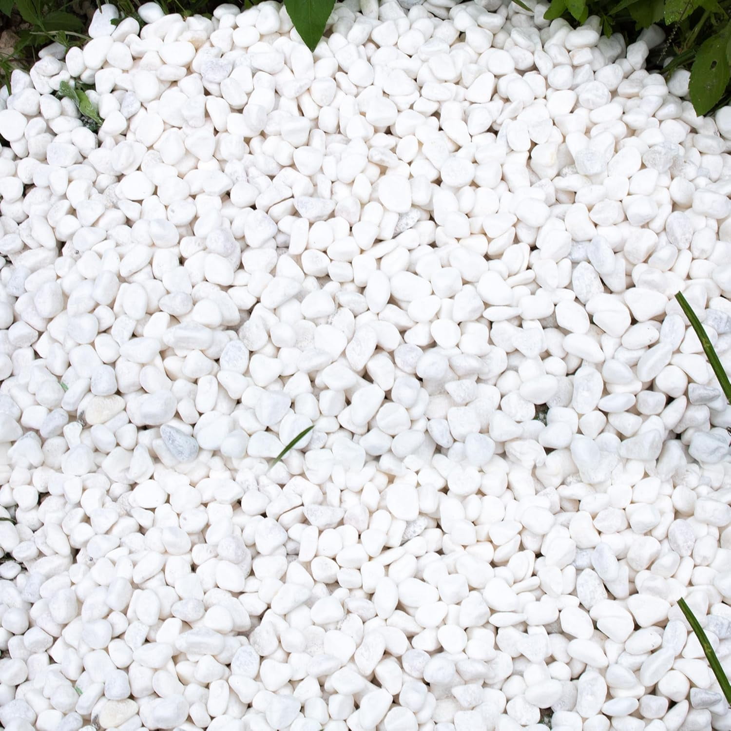 45lb White Rocks for Plants,Potting,Succulents Aquarium Fish Tank ...
