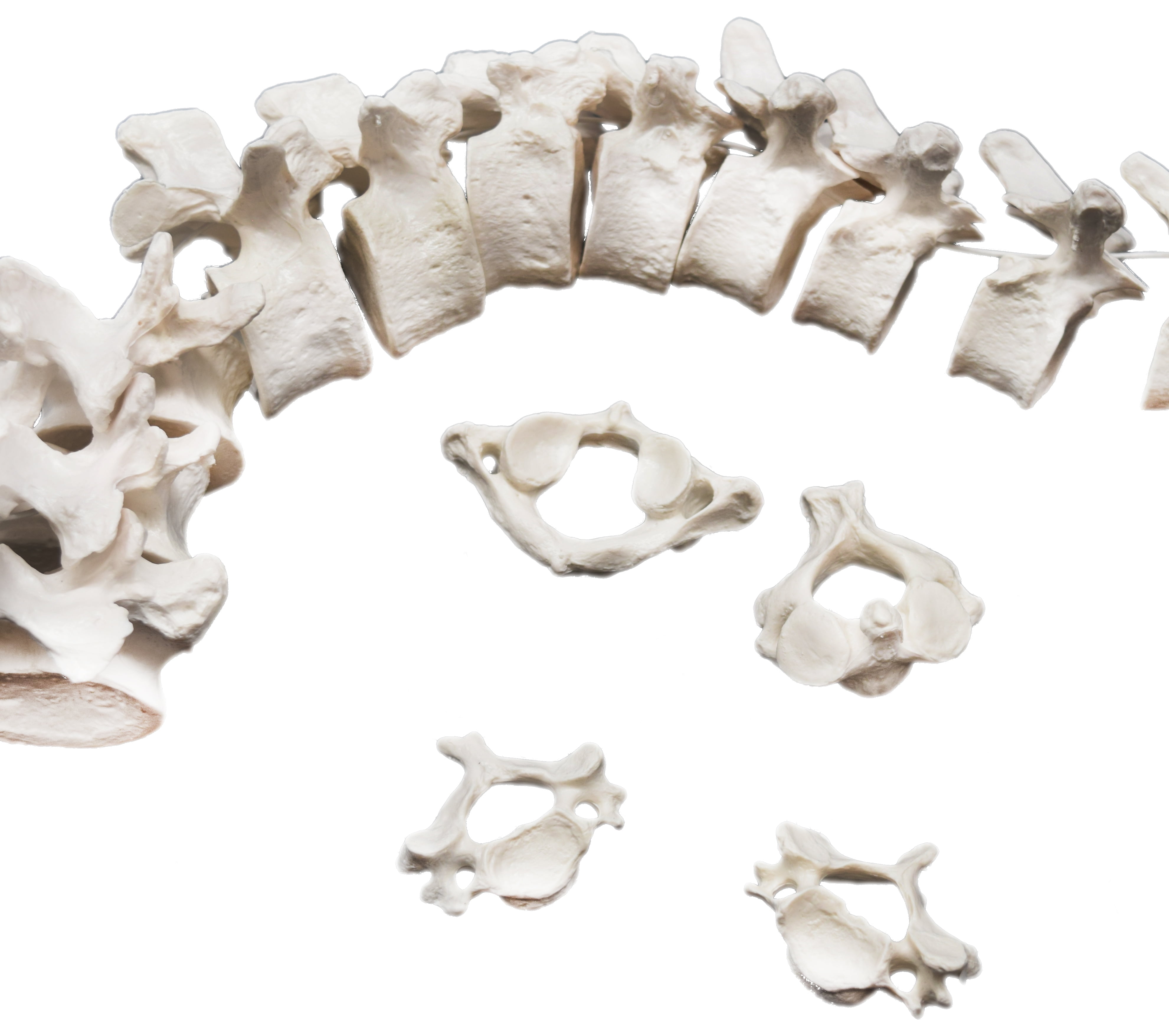 Eisco Labs, 47pc Disarticulated Human Spine Model, Vertebrae Bones and ...