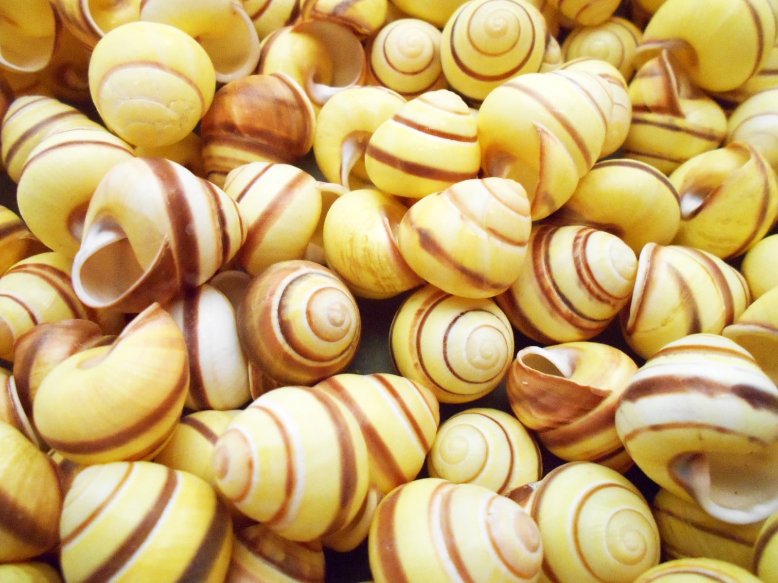 48 Beautiful Striped Yellow Land Snail Shells 3/4-1" (20-25mm) - Beach ...