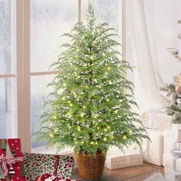 Cypress Christmas Tree