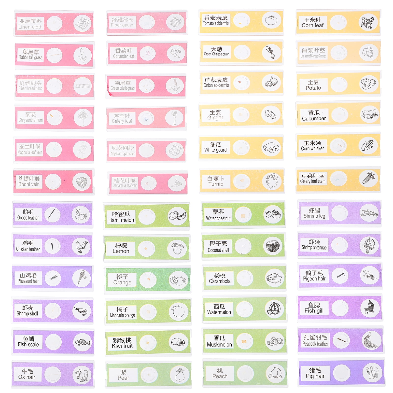 48Pc Kids Microscope Slides Prepared Microbiology Microscope Slides ...