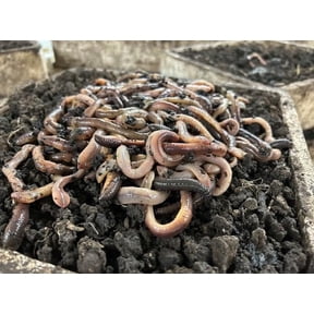 Worms Nightcrawlers