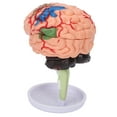 4D Anatomical Brain Assembled Model Clear Structure Vinyl Simulation ...