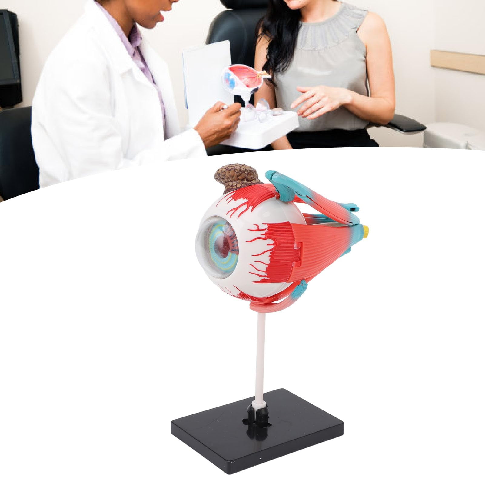 4D Anatomical Human Eyes Structural Model Anatomy Medical Teaching ...