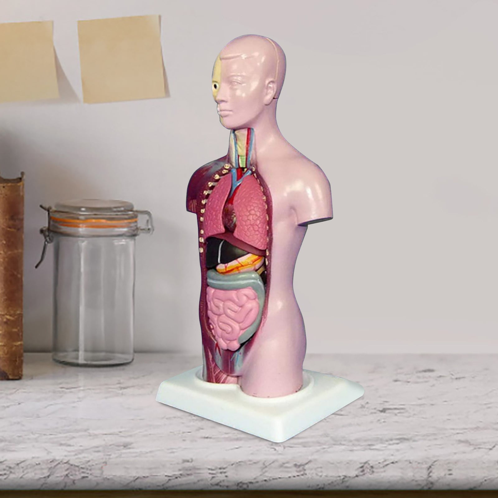 4D Anatomical Human Torso Model Toy Detailed Educational Assembly ...