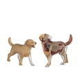 4D Animal Anatomy Model, Detachable Cat Dog Skeleton Organ Dissection ...