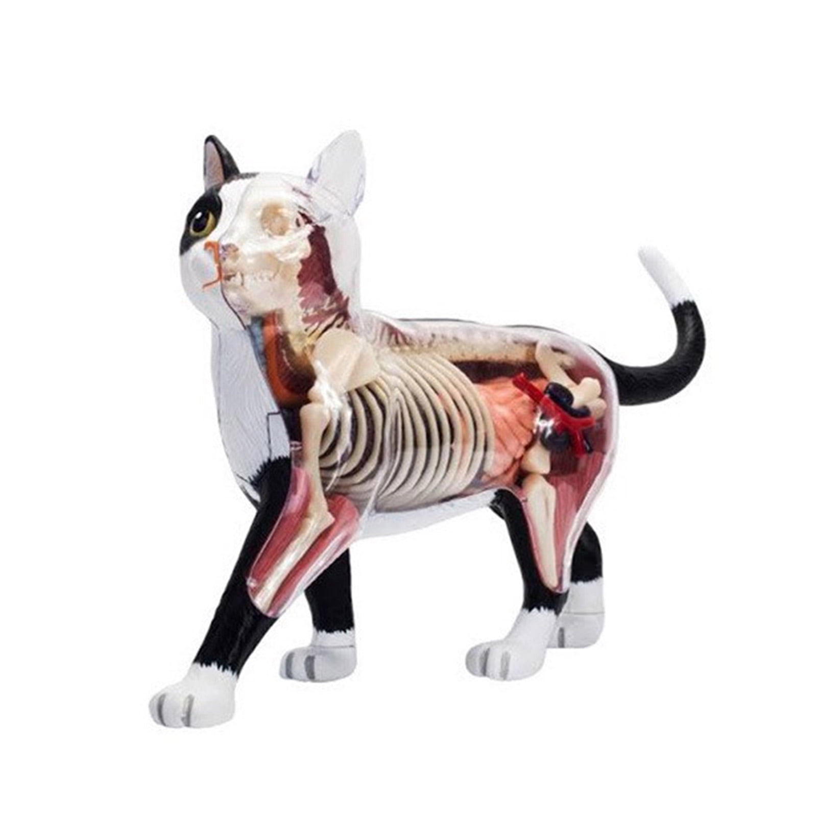 4D Black White Anatomical Model Simulation Intelligence Assembling Toy ...