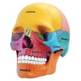 4D Didactic Exploded Human Skull - Walmart.com